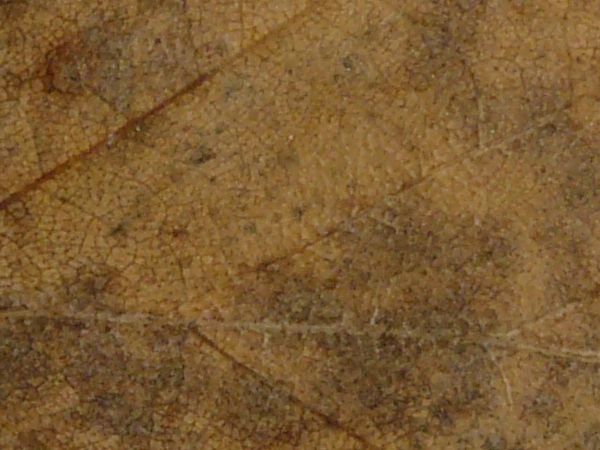 texture 0050 - Texturelib